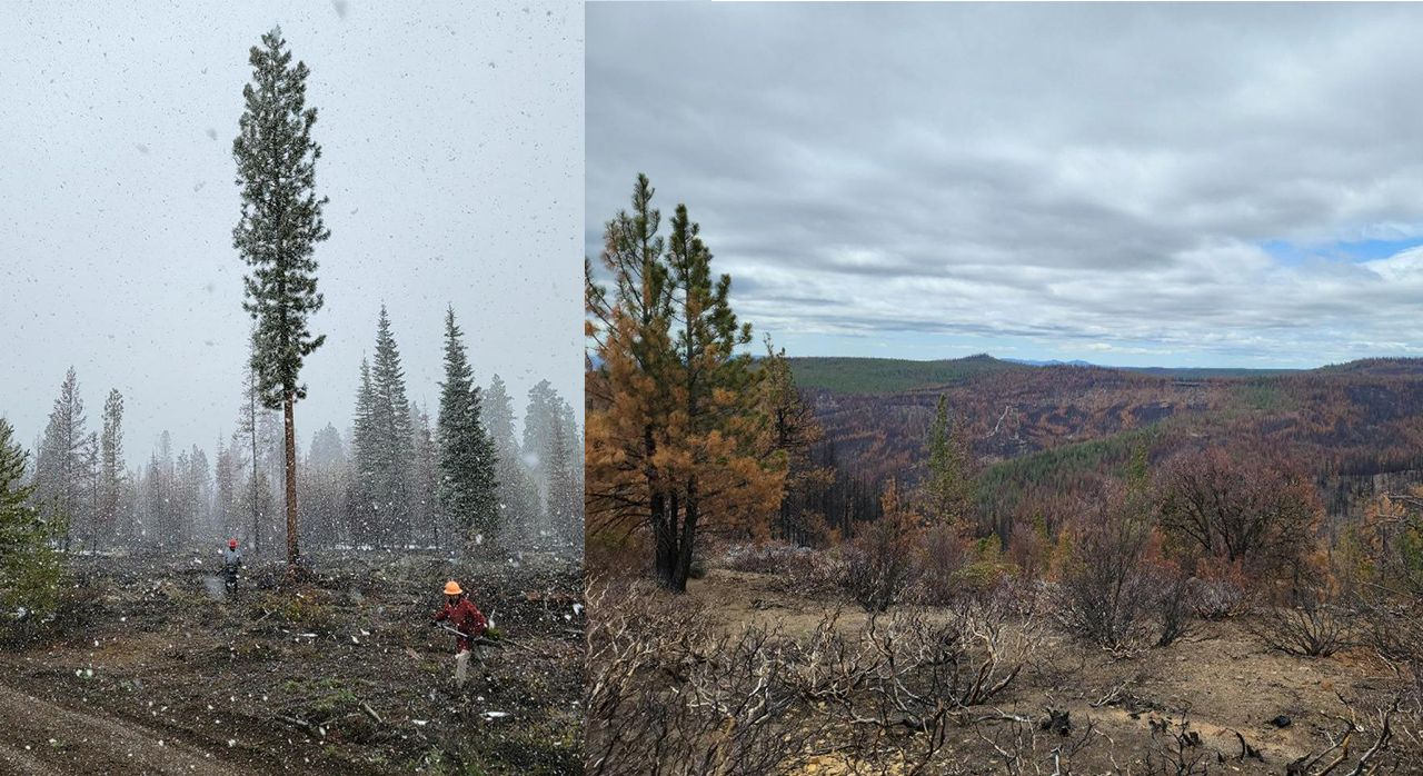 Arbor Day: Our 2024 Tree Planting Plans