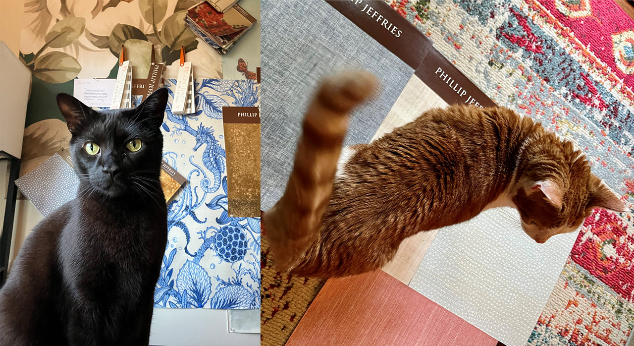 Our Employees Share Their PJ Pets