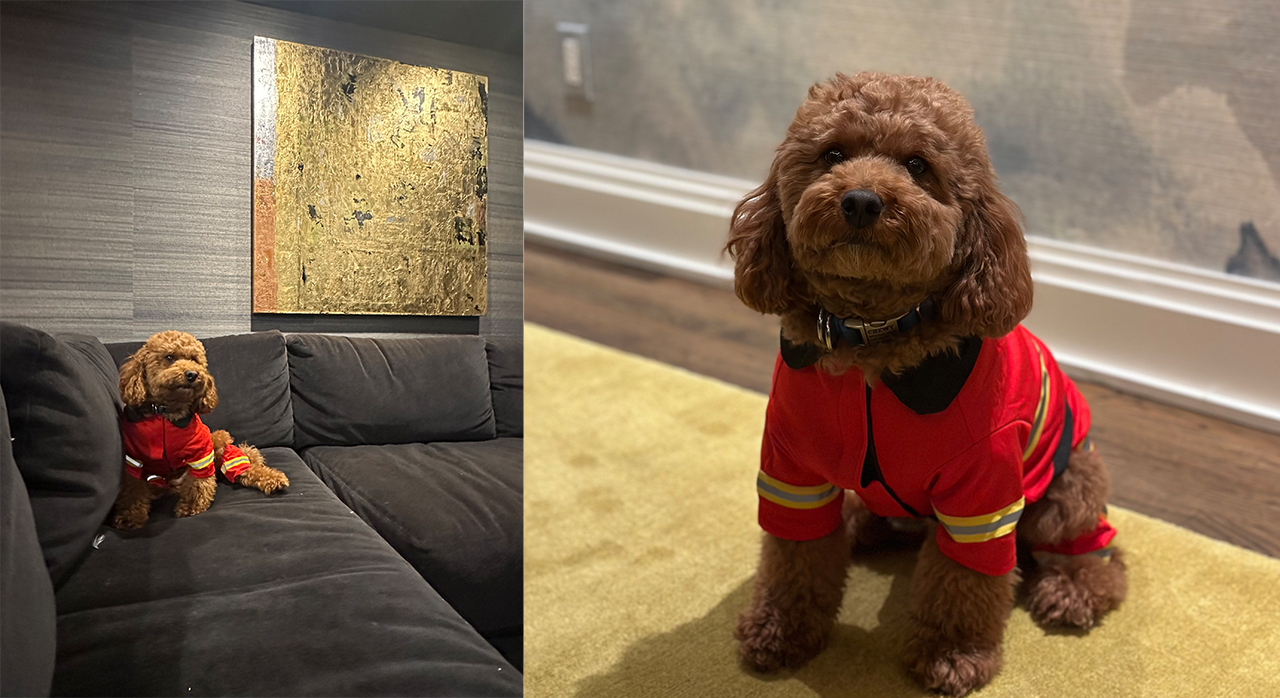 Our Employees Share Their PJ Pets