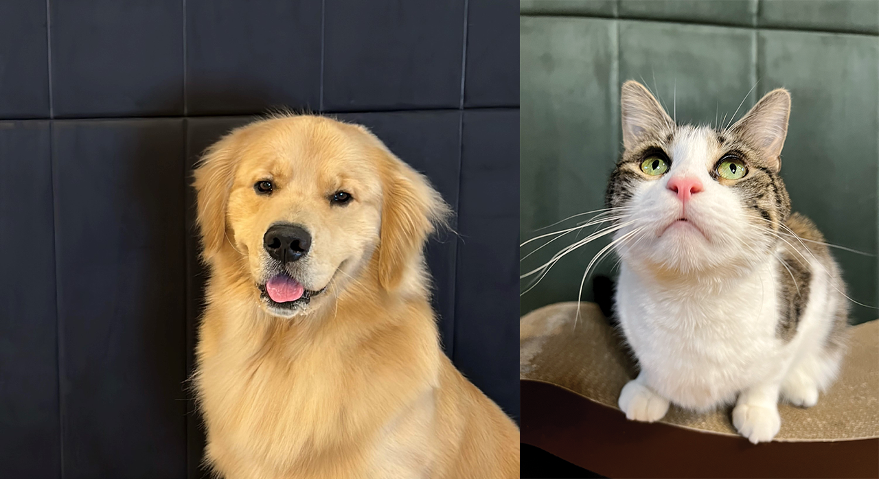 Our Employees Share Their PJ Pets