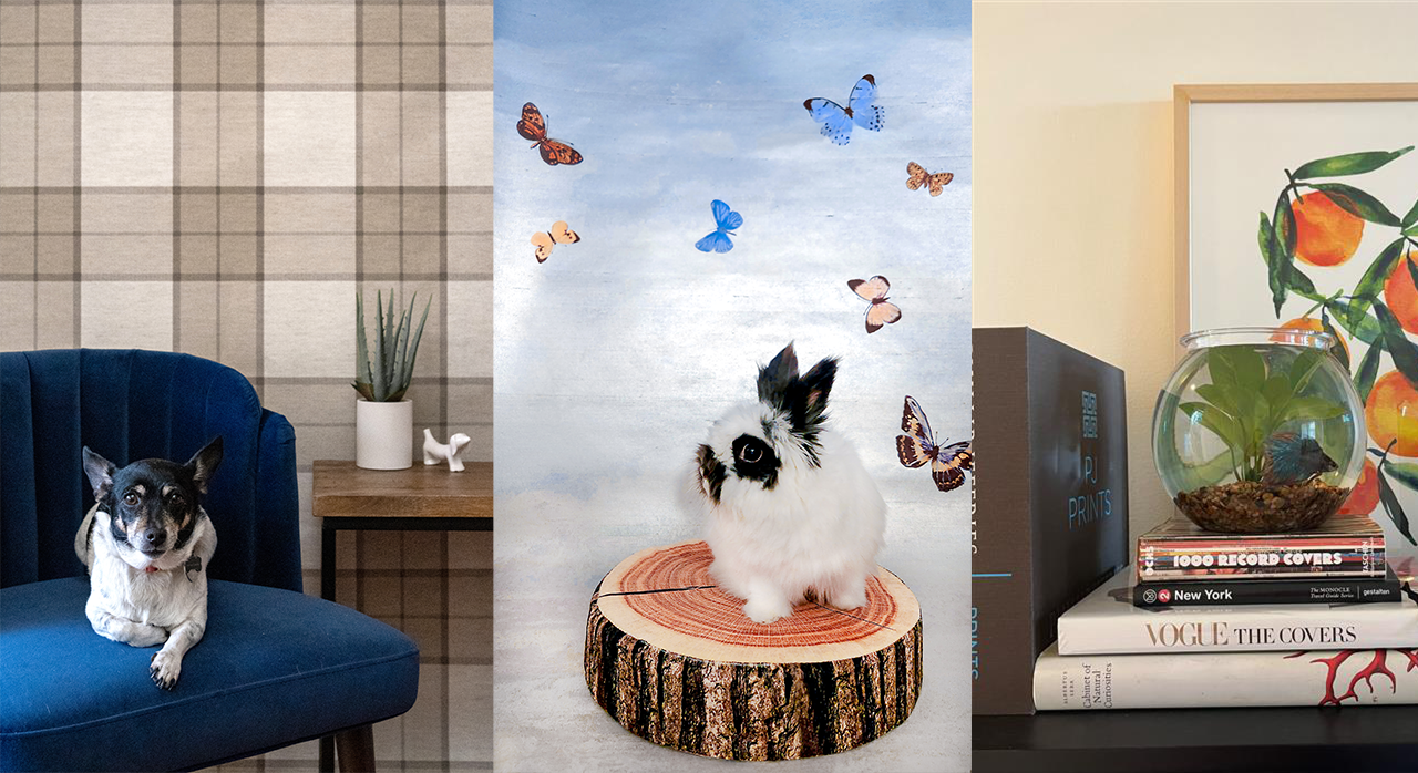 Our Employees Share Their PJ Pets
