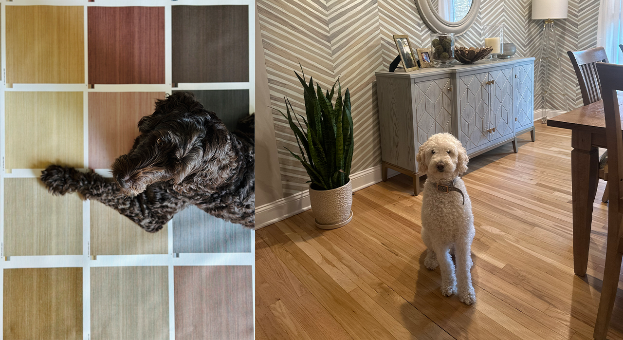 Our Employees Share Their PJ Pets
