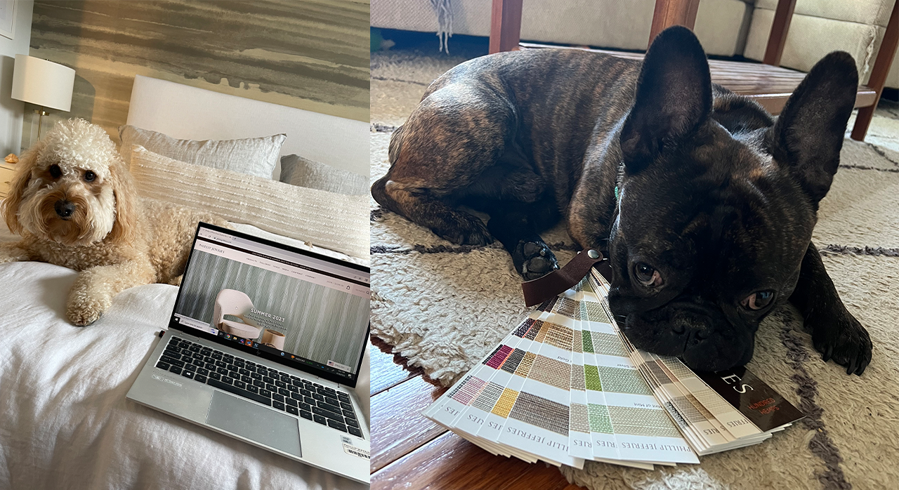 Our Employees Share Their PJ Pets
