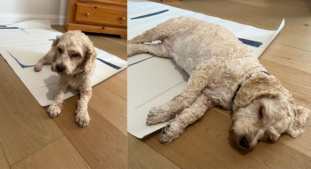 Our Employees Share Their PJ Pets
