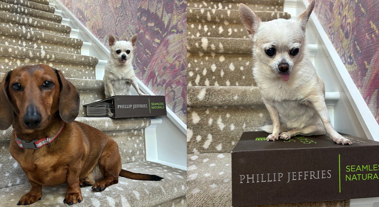 Our Employees Share Their PJ Pets
