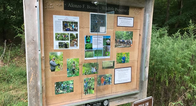 PJ's Eco Team Battles Invasive Species: Japanese Knotweed